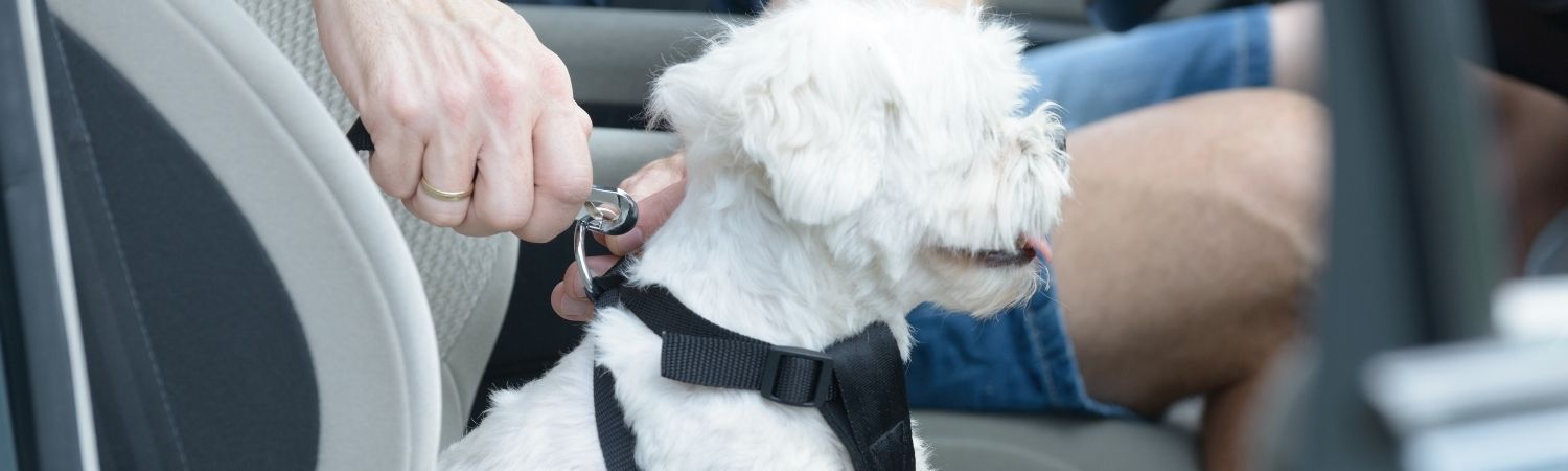¿Cómo llevar un perro en el coche? | Preparación y viaje